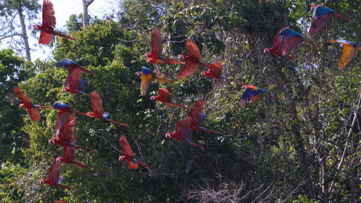 CHUNCHO MACAW CLAY LICK 3 DAYS / 2 NIGHTS – TAMBOPATA TOURS - tambopata ...
